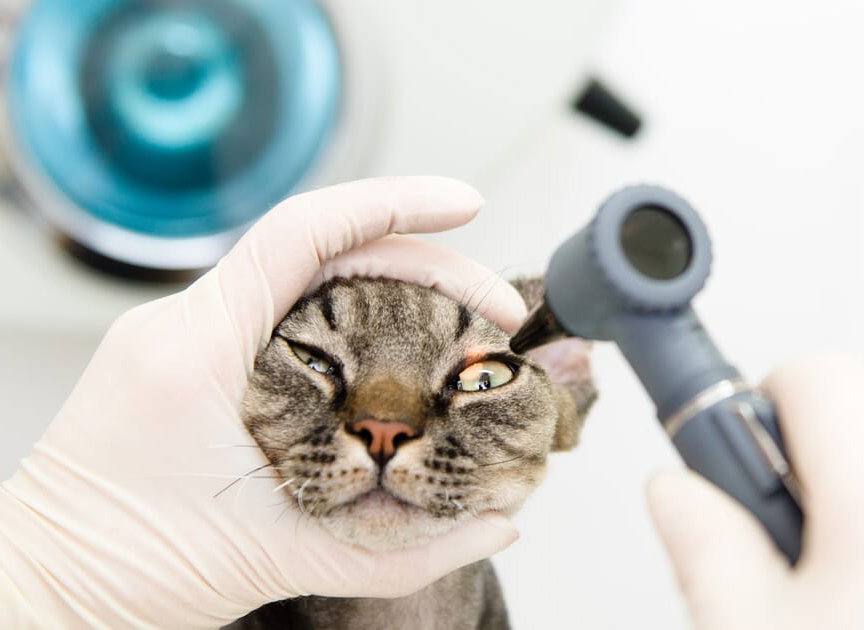 Cat eye corneal ulcer - Pet Care VIP